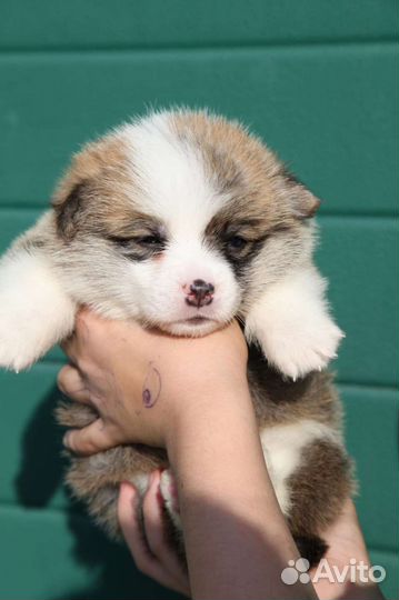 Щенки вельштерьера