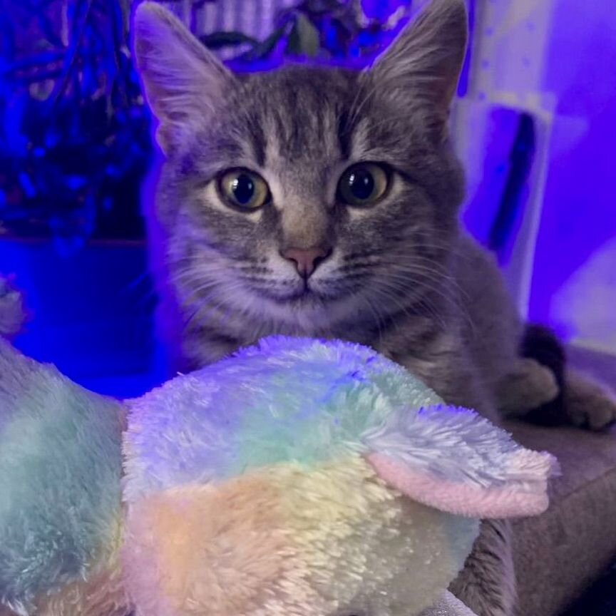 Милая серая кошечка подросток ищет дом