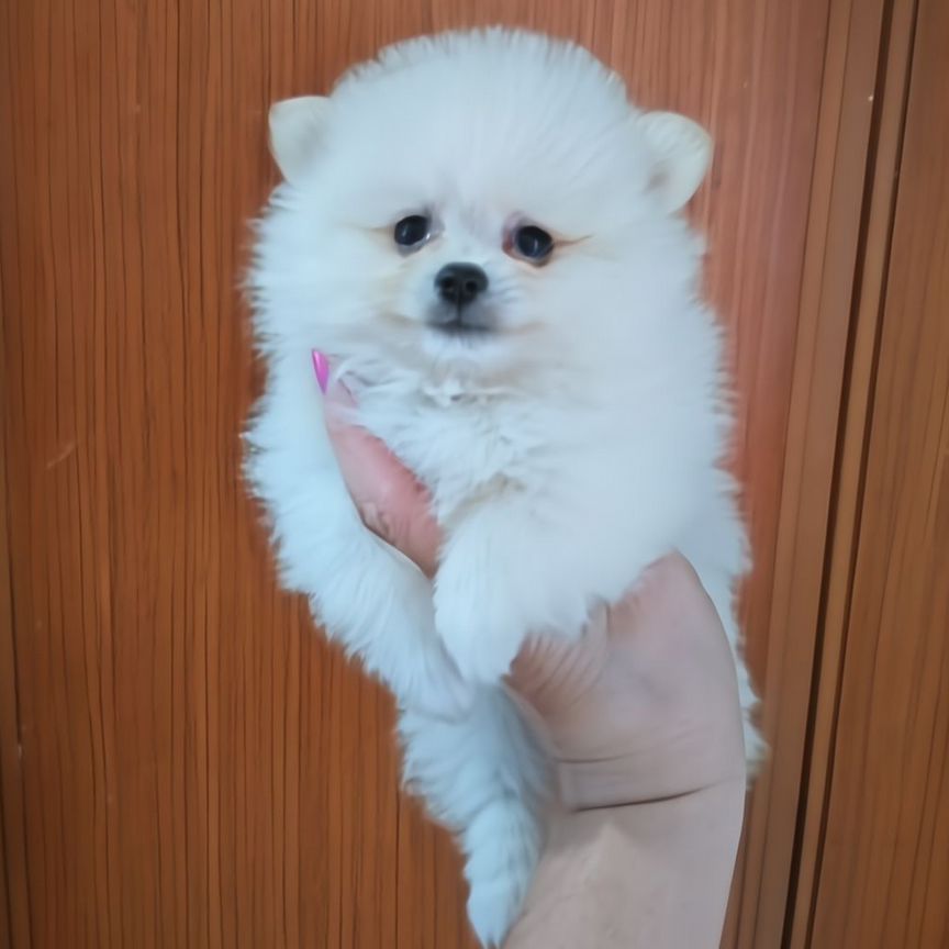 Померанский шпиц, щенок