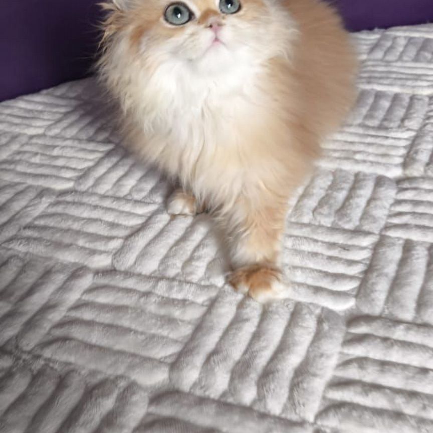 Кошки