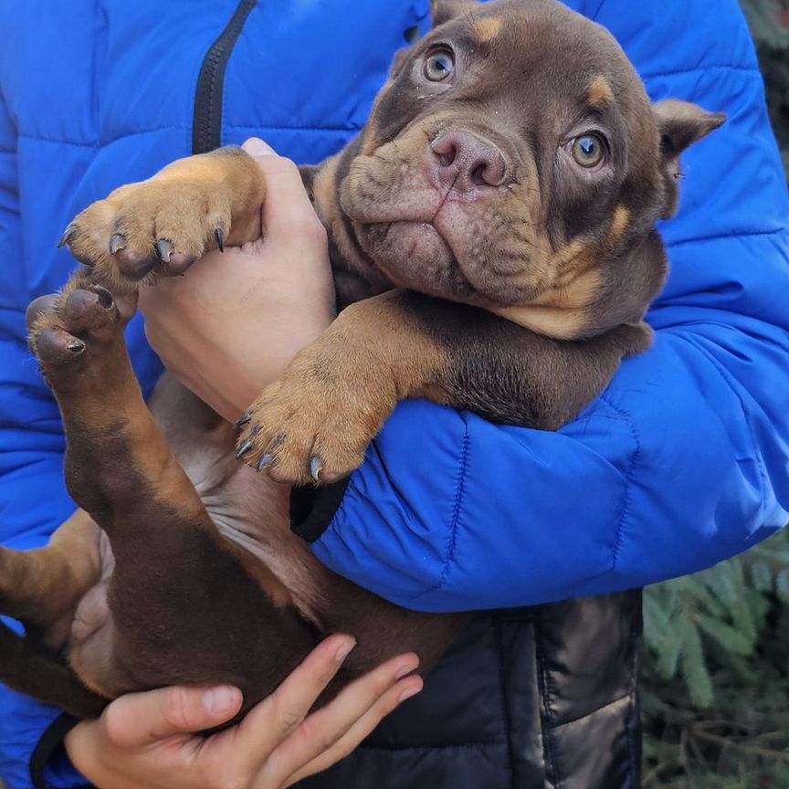 Американский булли микро экзот