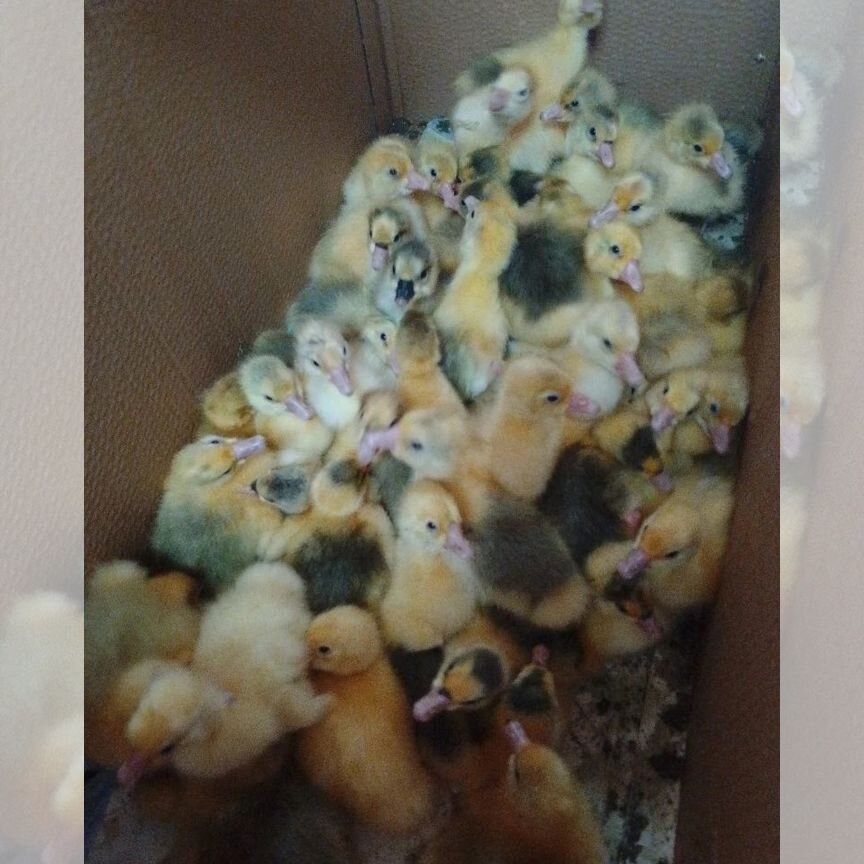 Продам гусят