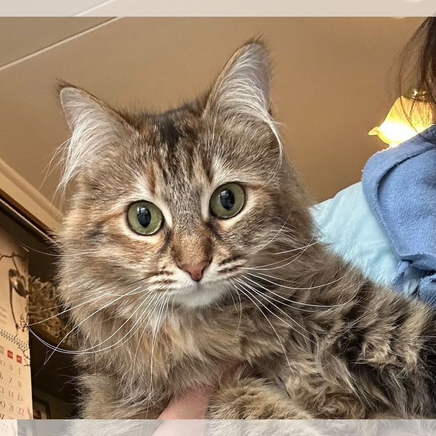 Сибирская, взрослая кошка