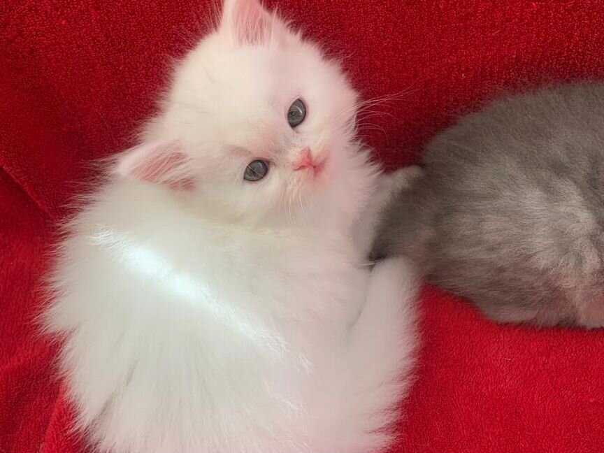 Сладкие детки