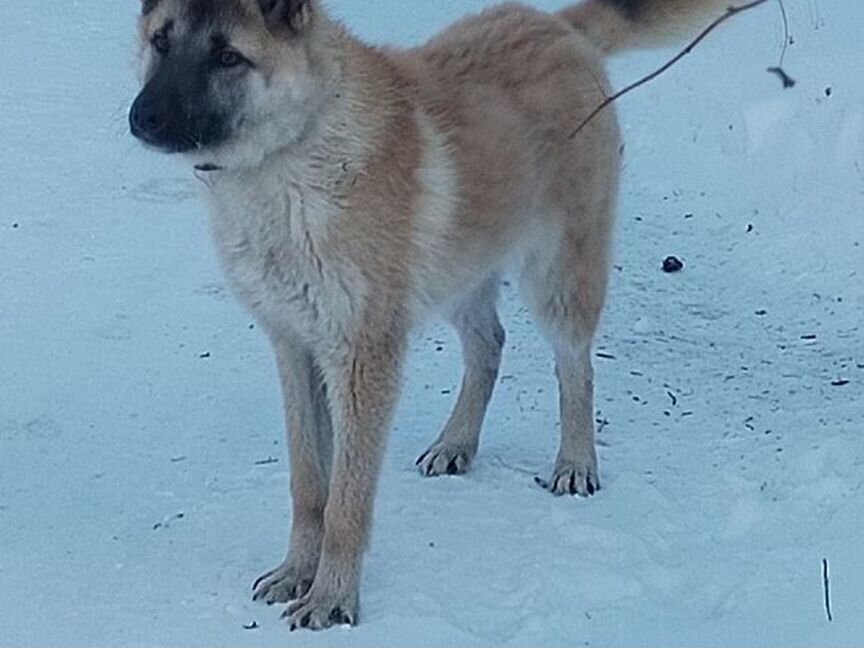 Отдам собаку в добрые руки