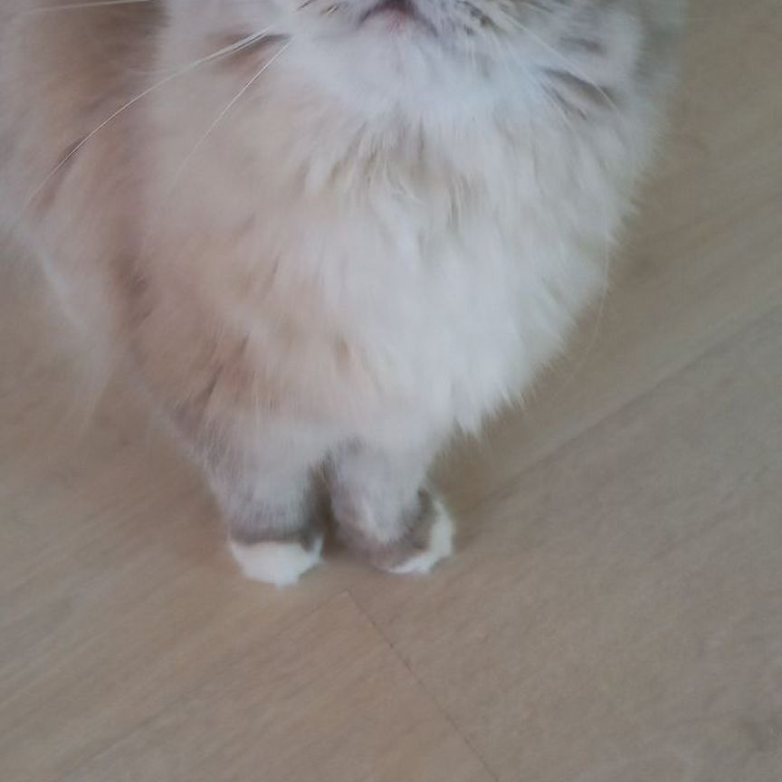 Кошечка Бирманская