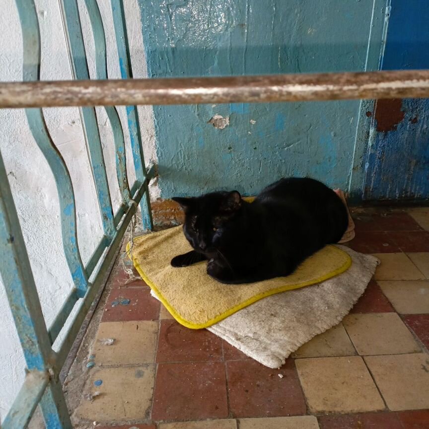 Кот в надежные руки