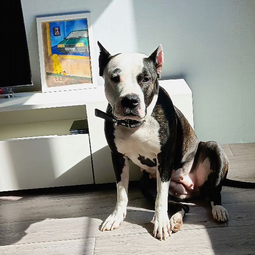 Американский стаффордширский терьер, взрослая собака