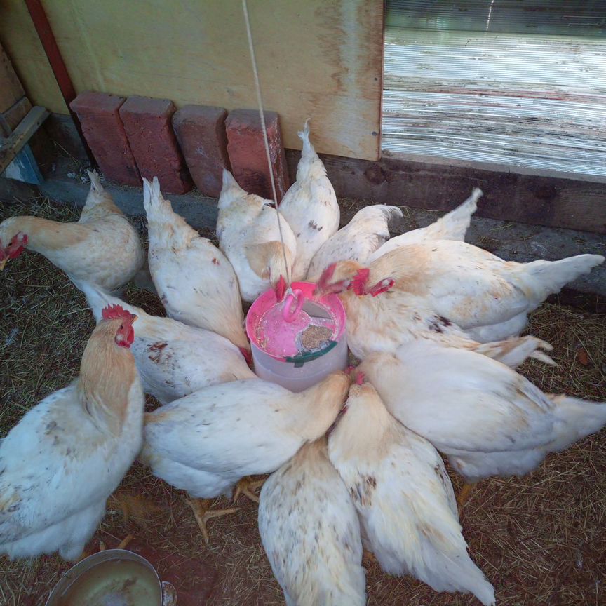 Молодые петушки