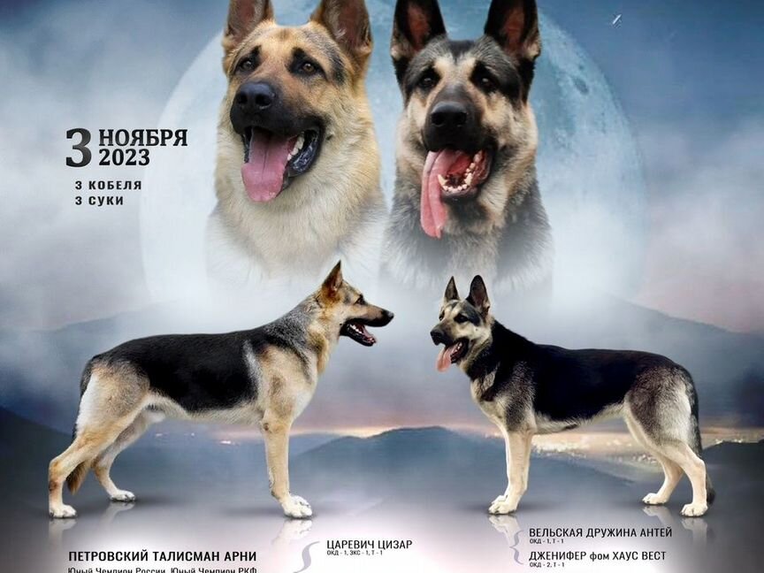 Восточноевропейская овчарка щенки