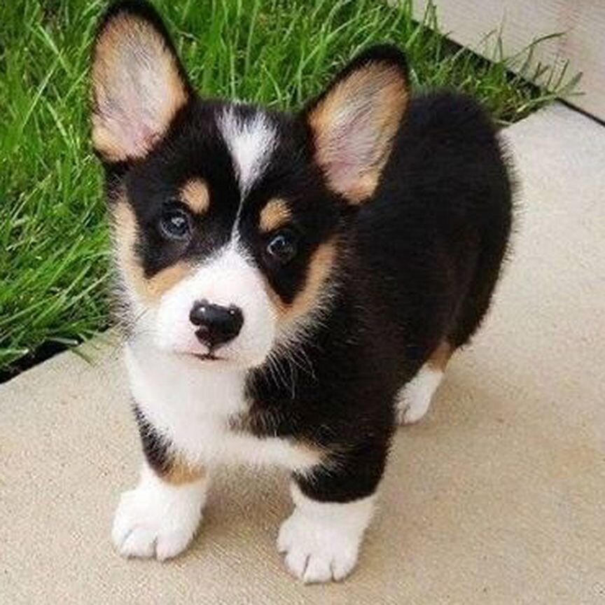 Вельш Корги Кардиган, щенок