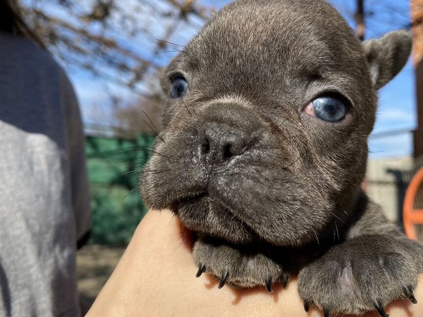 Голубой мальчишка французик