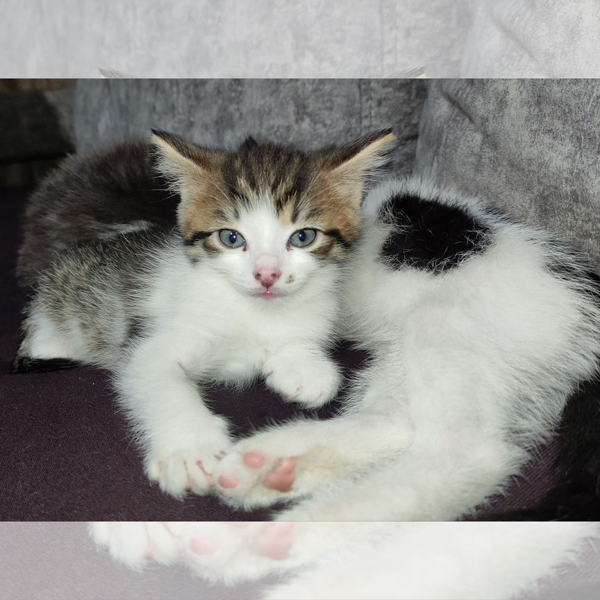 Шотландский вислоухий короткошёрстный котёнок