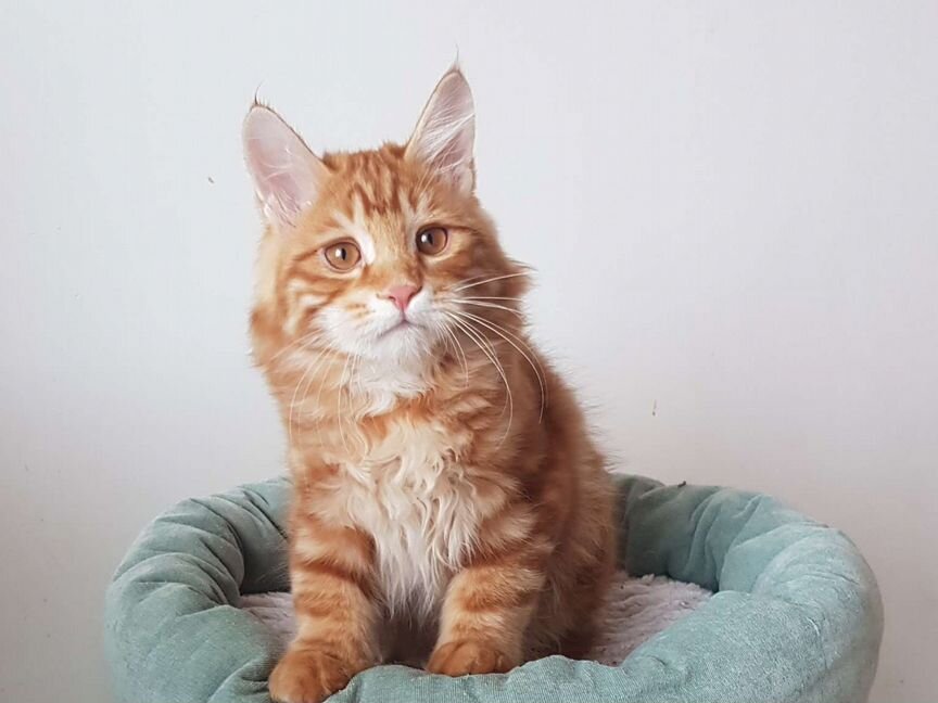 Курильский бобтейл мальчик