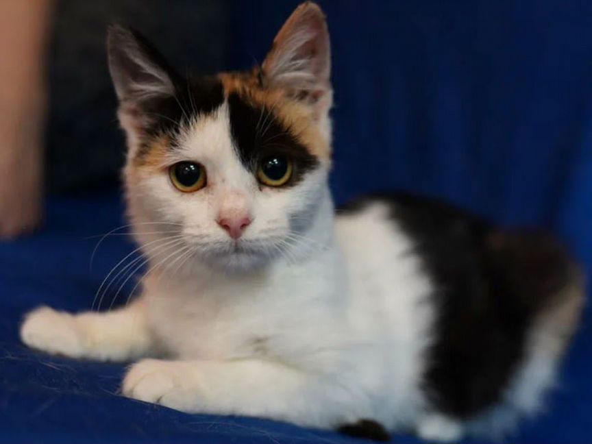 Маленькая принцесса Лея ждёт свою семью