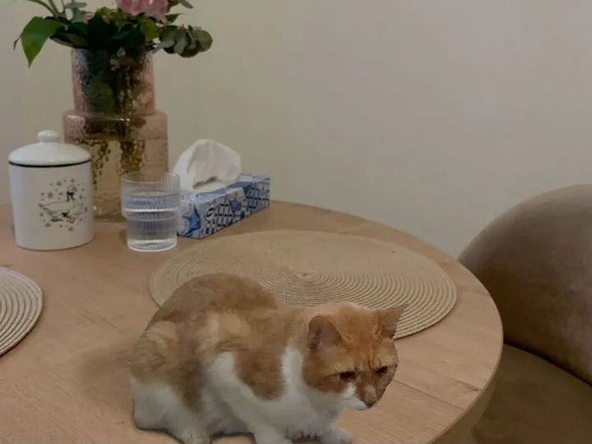 Кот ищет друга