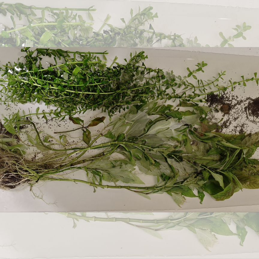 Отдам за шоколадку аквариумные растения