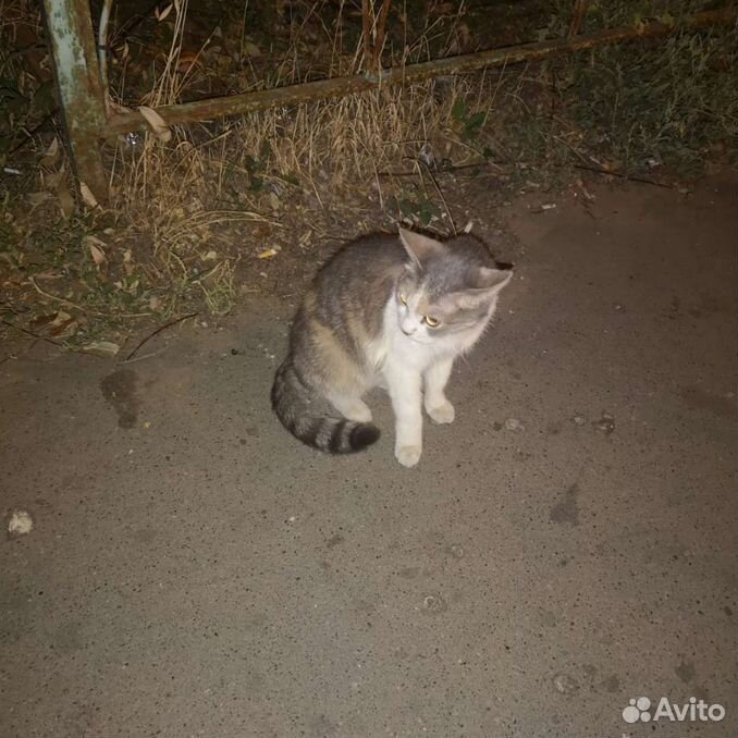 Чья кошка на Четаева