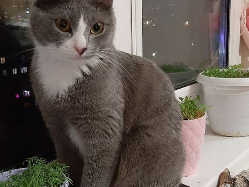 Кошка в добрый дом