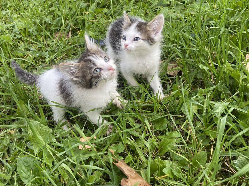Котята в добрые руки