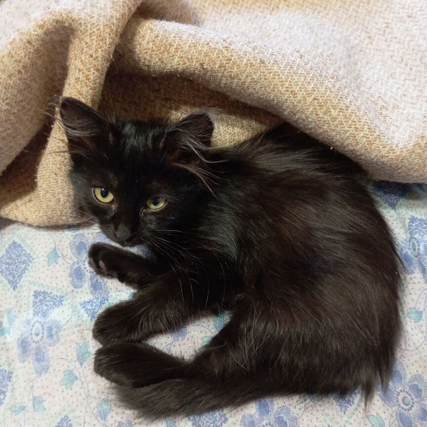 Пристраивается кошечка 2,5 мес