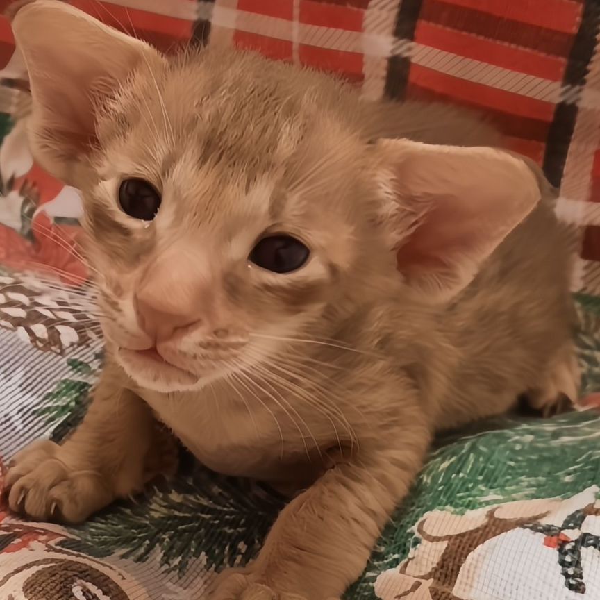 Ориентальный котёнок