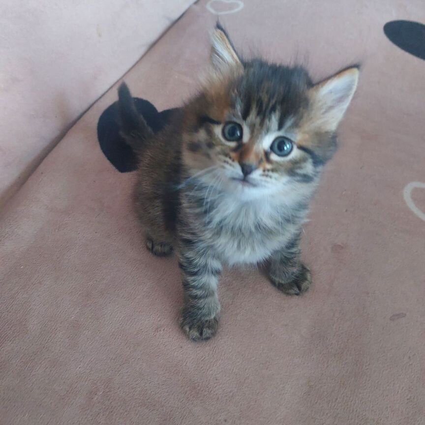 Котята в добрые руки бесплатно