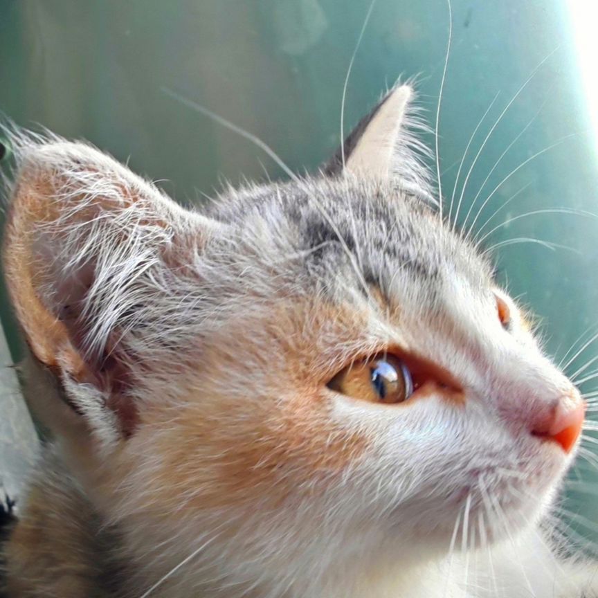 Котенок царапкин