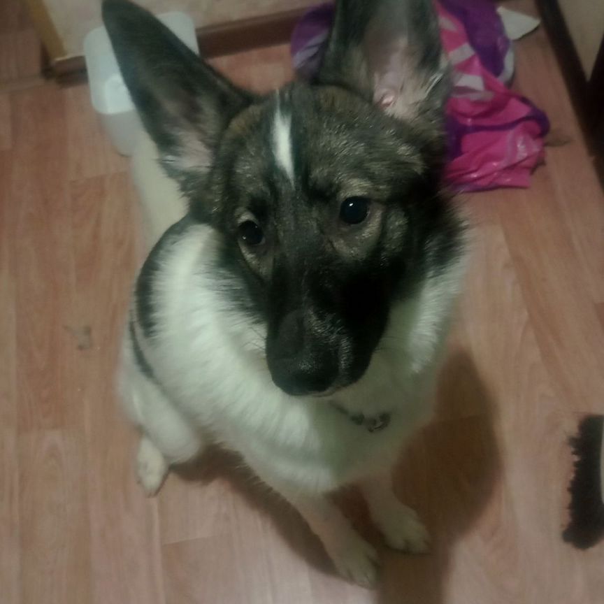 Щенок в добрые руки