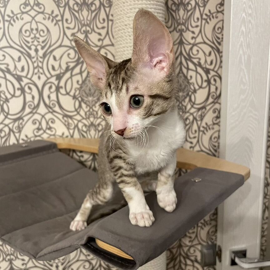 Котенок девочка корниш рекс