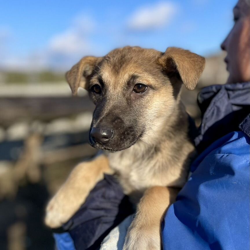 Ввбросили на мороз. Щенок в добрые руки
