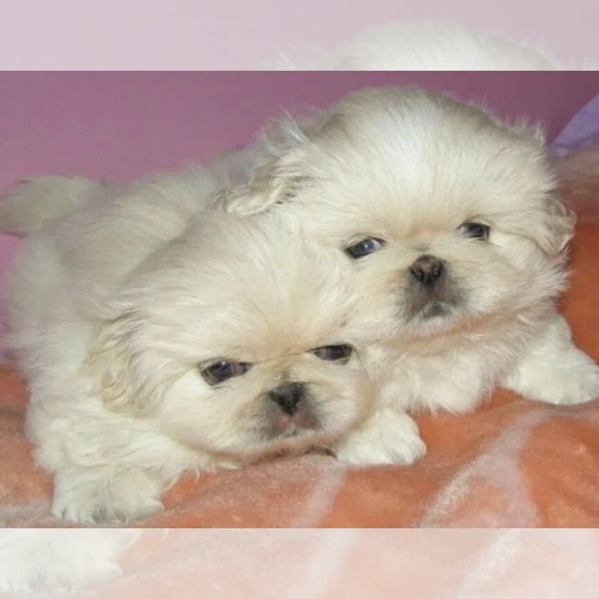 Щеночки пекинеса