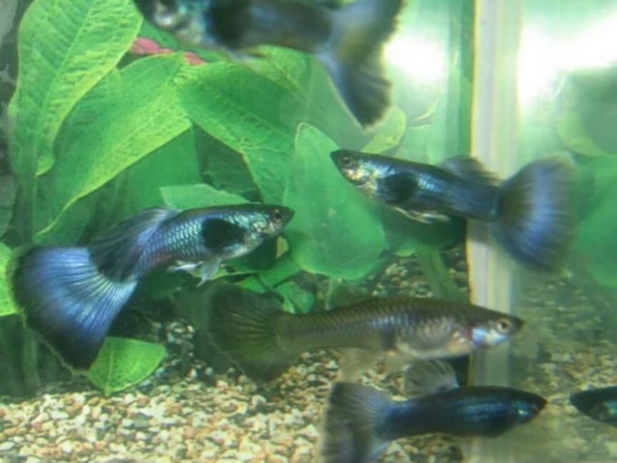 Аквариумные рыбки