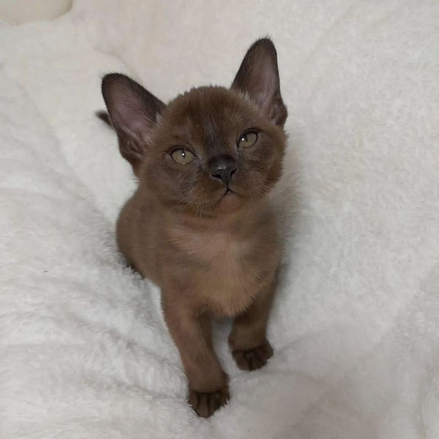 Маленькие котятки