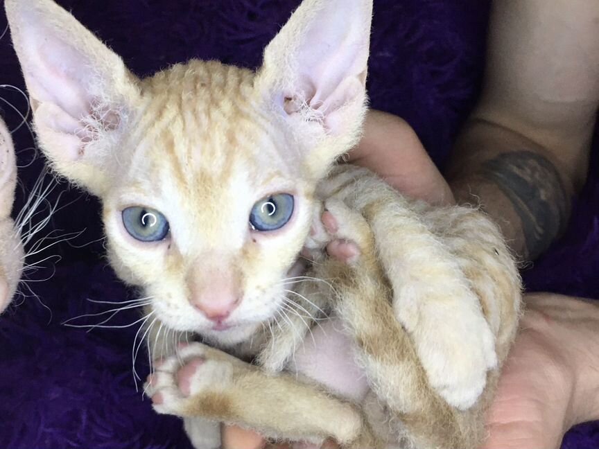 Котята сфинкс браш