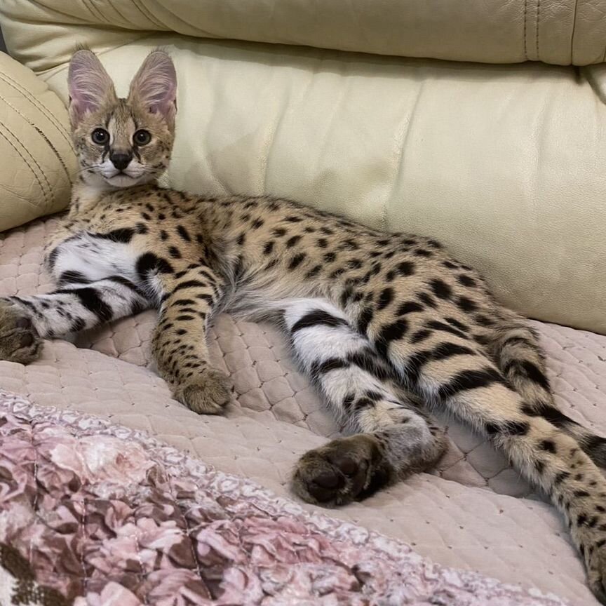 Саванна котёнок