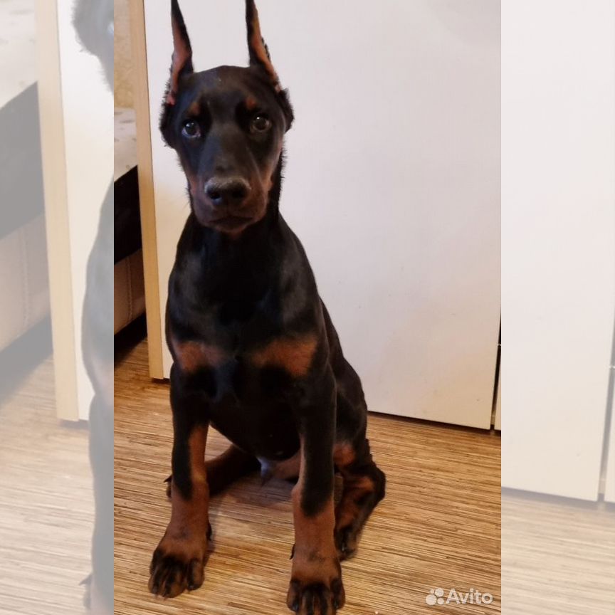 Доберман