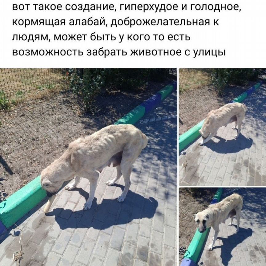 Щенки мама алабай,папа подлец