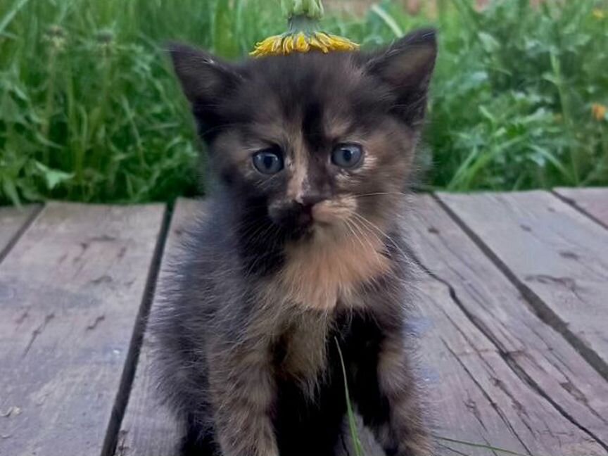 Котята в хорошие руки