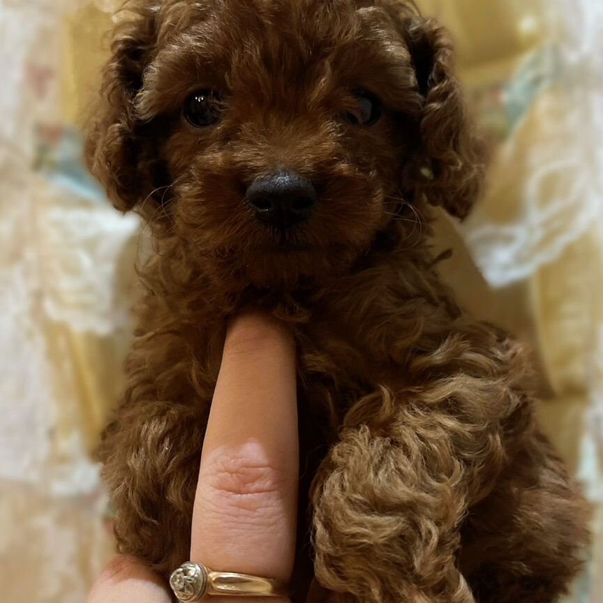 Той-пудель от Китайского папы тедди ред браун