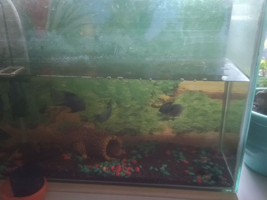 Аквариум с рыбками 65 литров