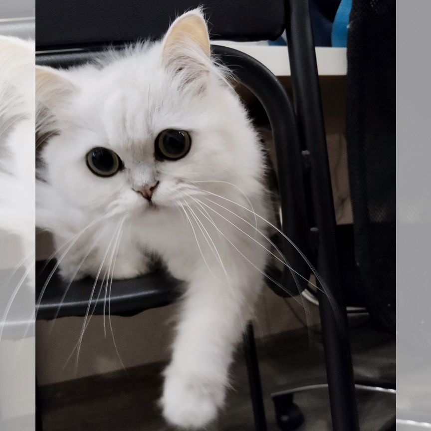 Отдам в добрые руки кошку смесь перс с британцем