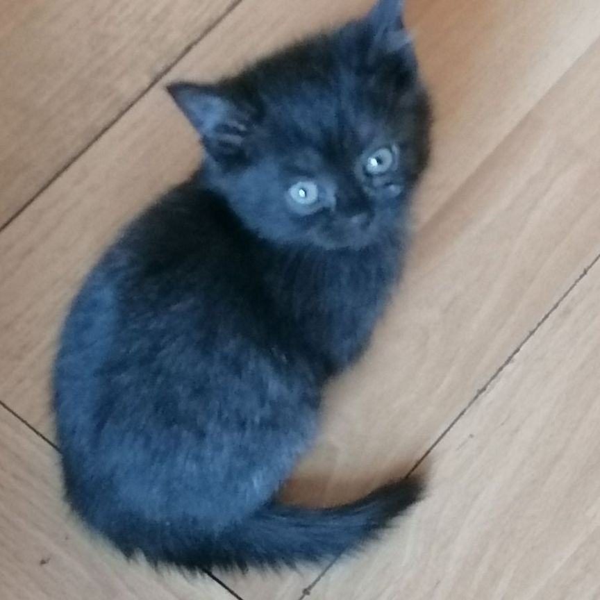 Британский короткошёрстный котёнок