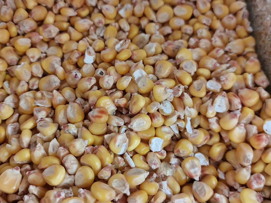 Кукуруза фуражная