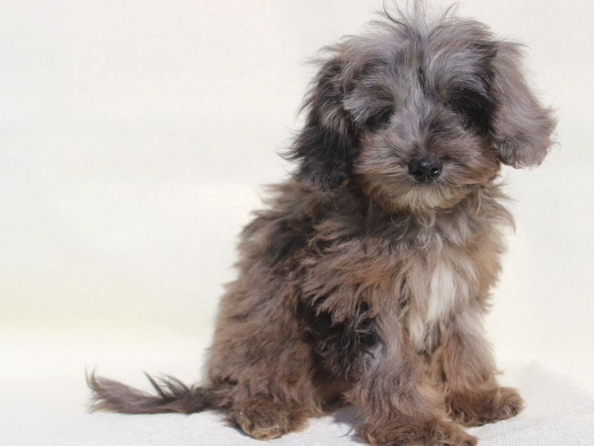 Кокапу мальчик мрамор с подпалом