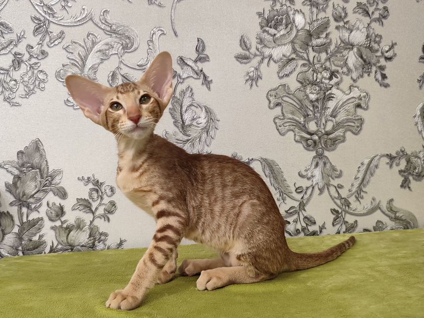 Котята ориенталы