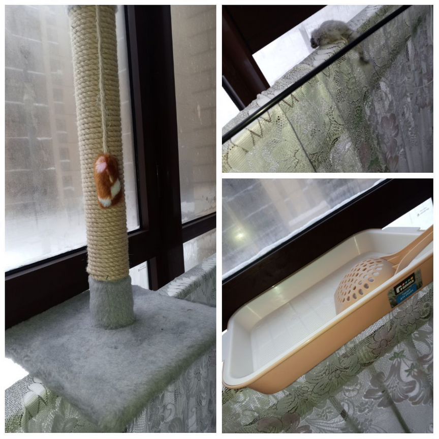 Когтеточка для кошек новая