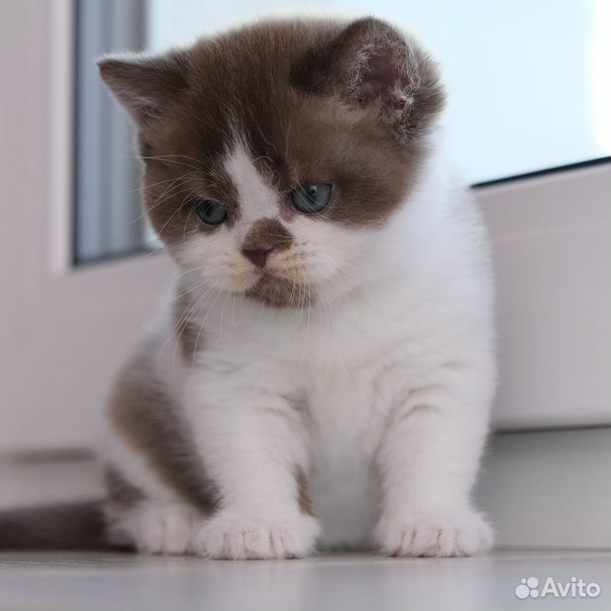 Шоколадный британский котик