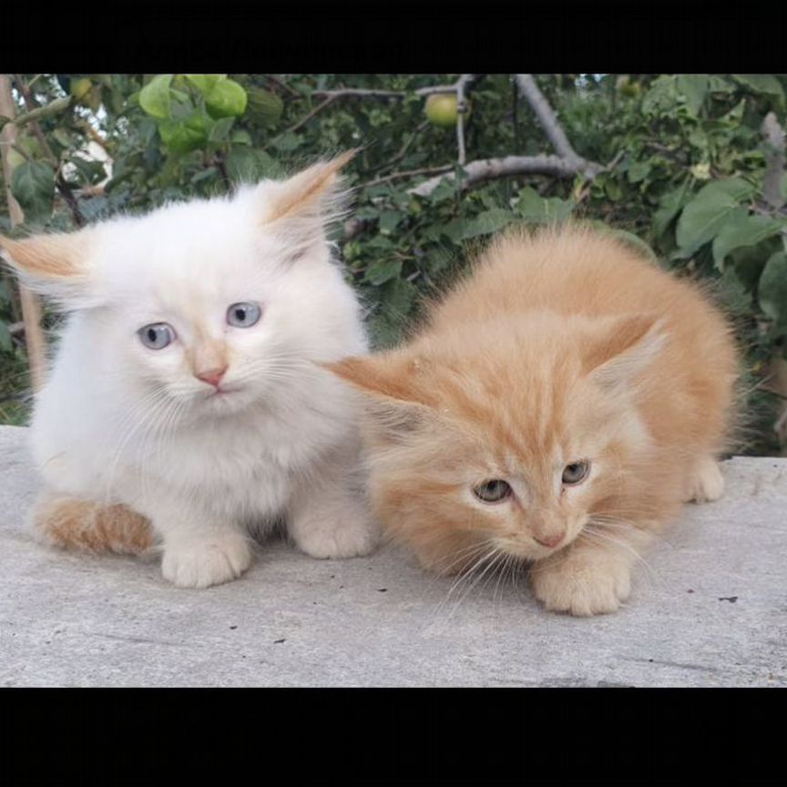 Котята