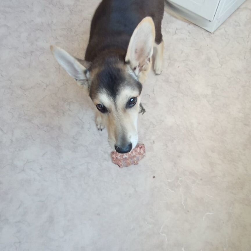 Отдам в добрые руки собаку